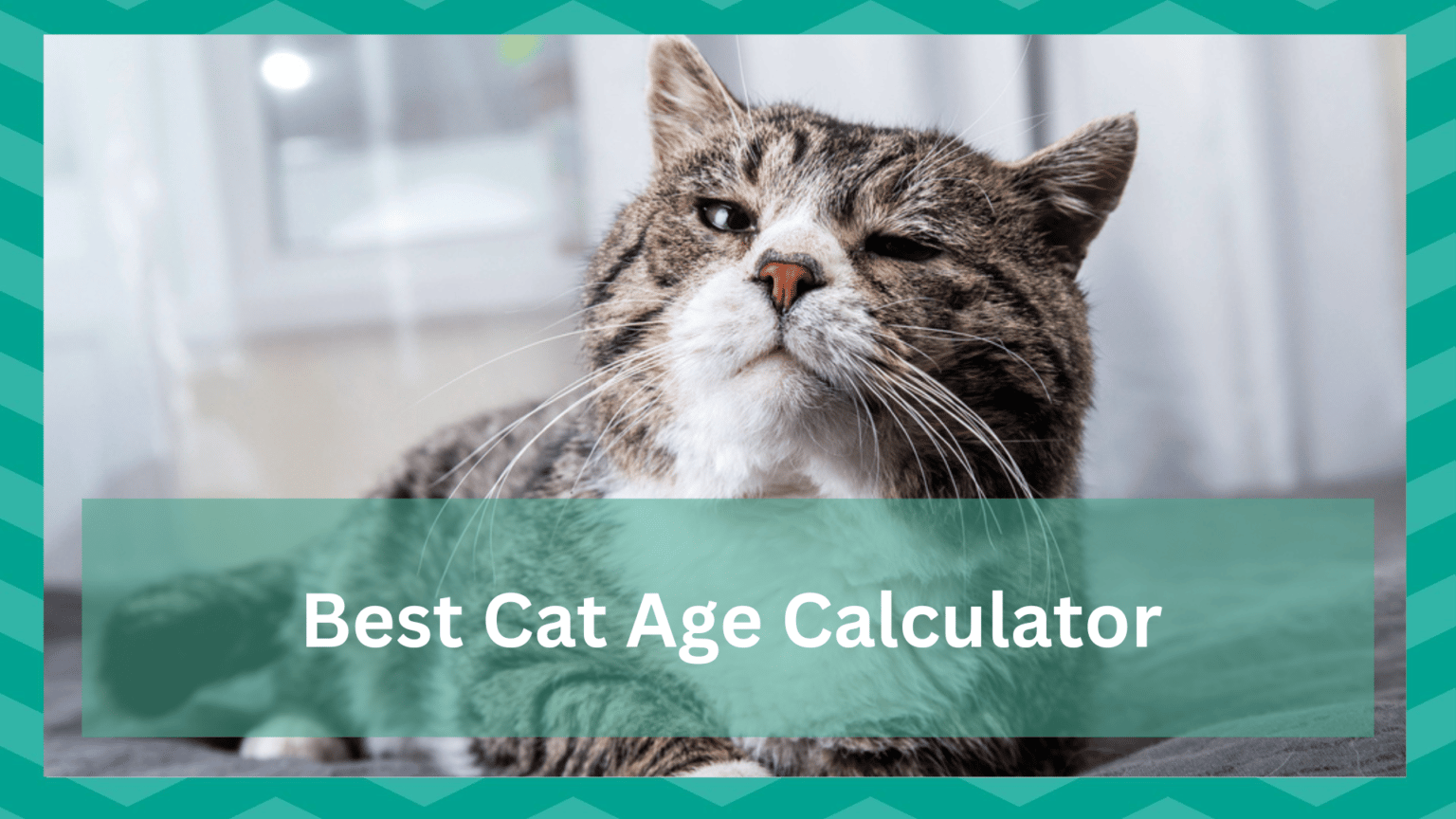 4 Best Cat Age Calculator To Try! - JSCalc Blog