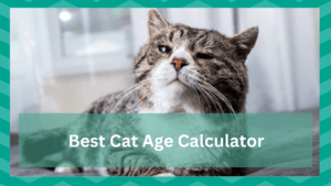 4 Best Cat Age Calculator To Try! - JSCalc Blog
